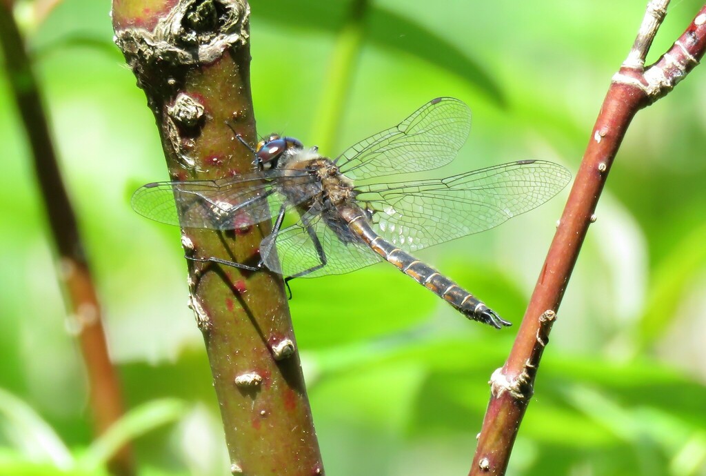 Spiny Baskettail from Lake St. George, Richmond Hill, ON L4E, Canada on ...