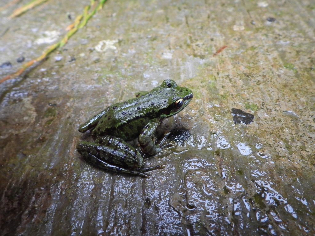 Granular Torrent Frog from 中国 四川省眉山市洪雅县 瓦屋山镇洪雅珙桐山庄瓦屋山风景区 on July 27 ...