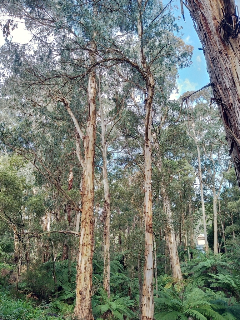mountain grey gum from Monbulk VIC 3793, Australia on July 28, 2023 at ...