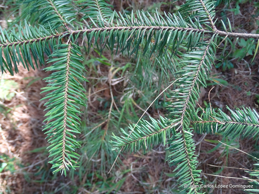 sacred fir (Abies religiosa) - Botanical Realm