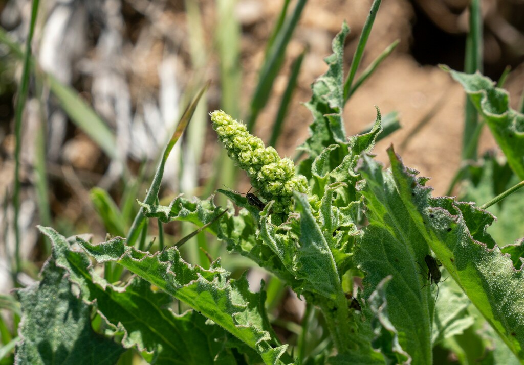 California Goosefoot from San Diego County, CA, USA on March 26, 2022 ...