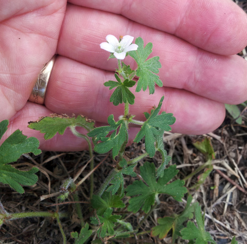 Geranium gardneri · iNaturalist