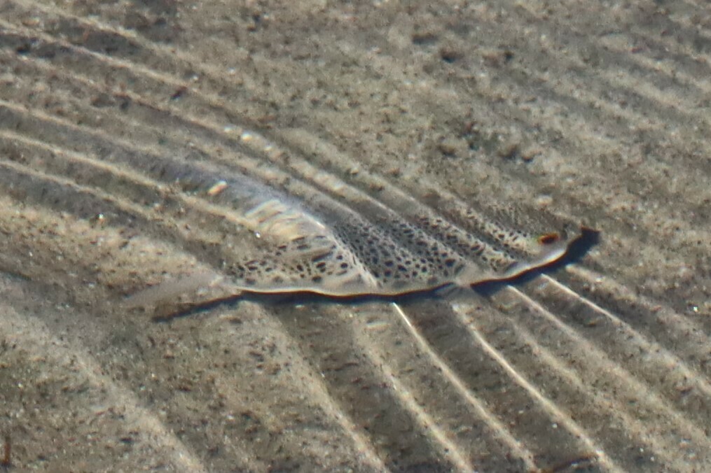 Common Toadfish from Bowen QLD 4805, Australia on June 8, 2023 at 11:49 ...