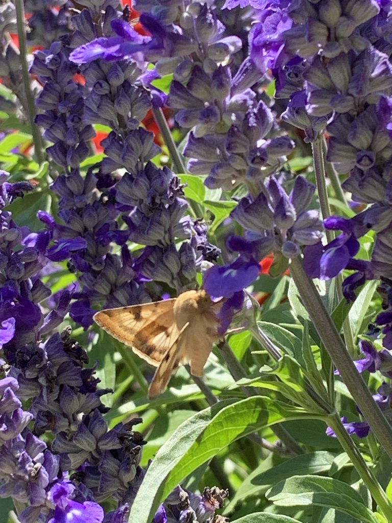 Darker-spotted Straw Moth from Gonzaga University, Spokane, WA, US on ...