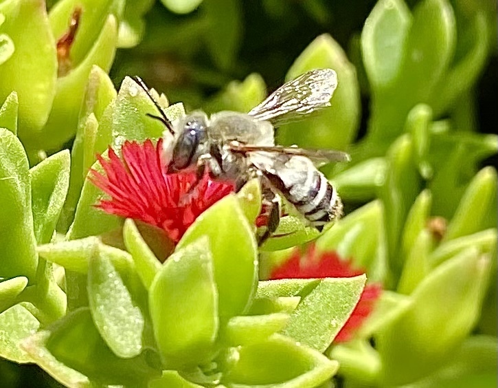 Bees from Damaskinos 845 01, Greece on July 27, 2023 at 08:12 AM by ...