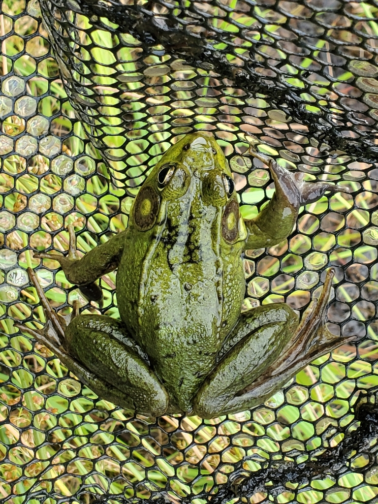 Green Frog from Mansfield Base at Lot D, Stowe, VT 05672, USA on July ...