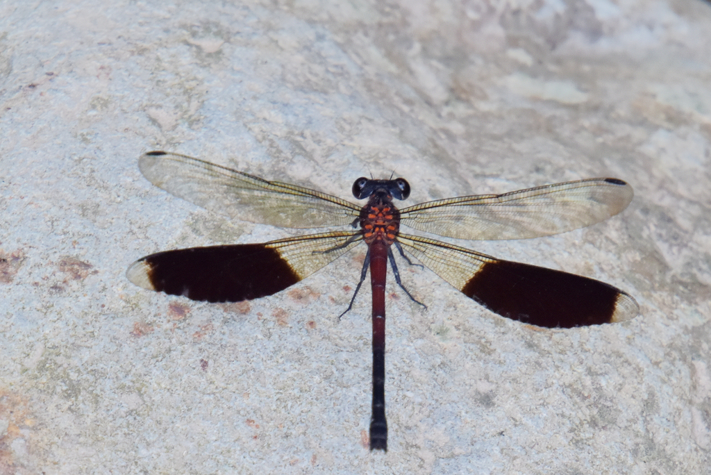 Euphaea formosa from 知本森林遊樂區 on July 13, 2023 at 12:17 PM by 翁育民 ...