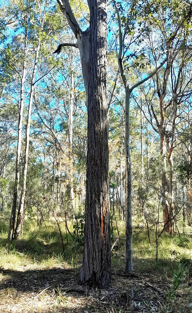 White Stringybark from Nowra - Bomaderry NSW, Australia on July 22 ...