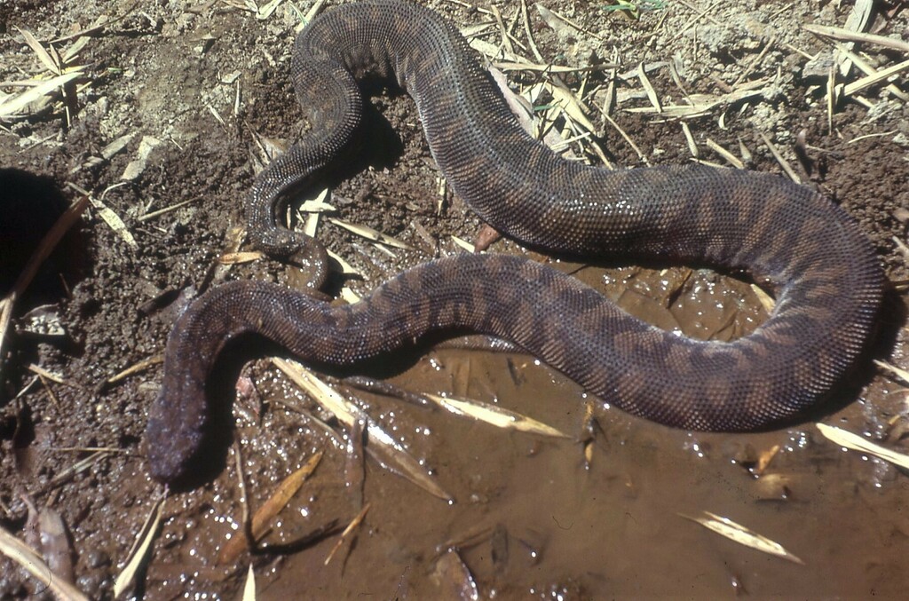 Arafura File Snake from Kakadu NT 0822, Australia on July 21, 1982 by ...