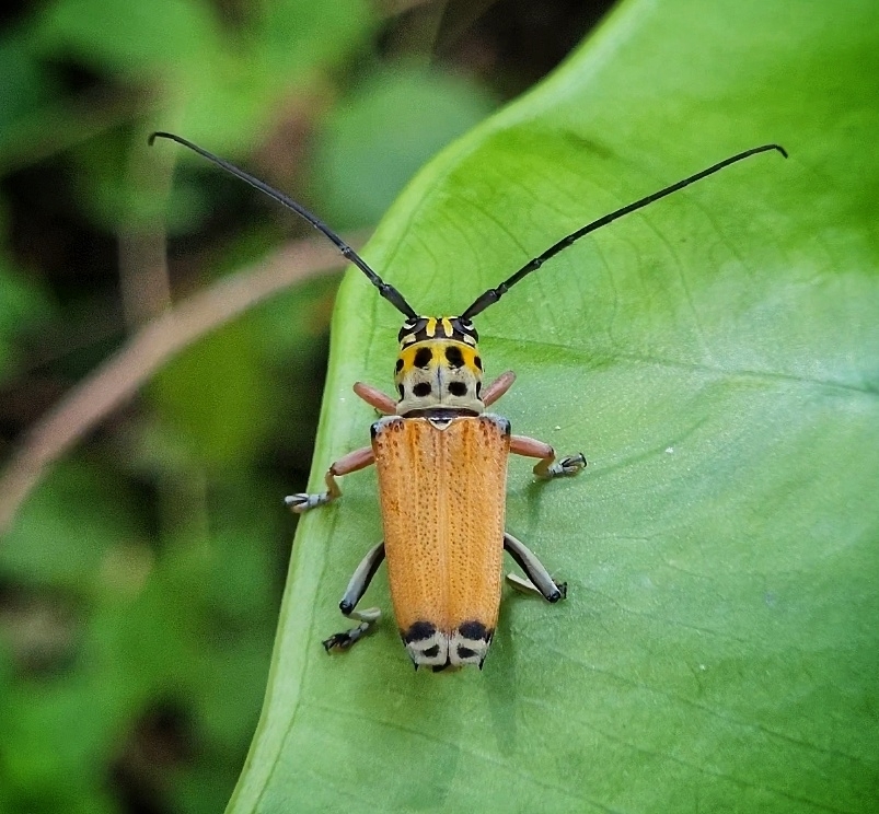 Kapok Longhorned Borer from Hong Kong on July 28, 2023 at 01:53 PM by ...