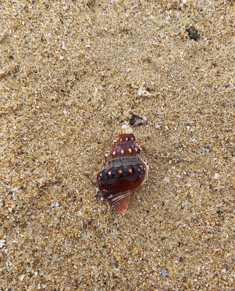 Ranella australasia from E. Gippsland - Orbost, AU-VI, AU on July 28 ...