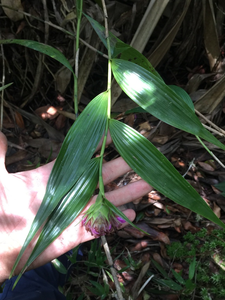 Elleanthus capitatus from Ángel Albino Corzo, Chis., Mexico on July 14 ...