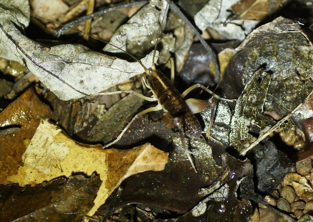 Wētā and King Crickets from Iron Range QLD 4892, Australia on July 16 ...