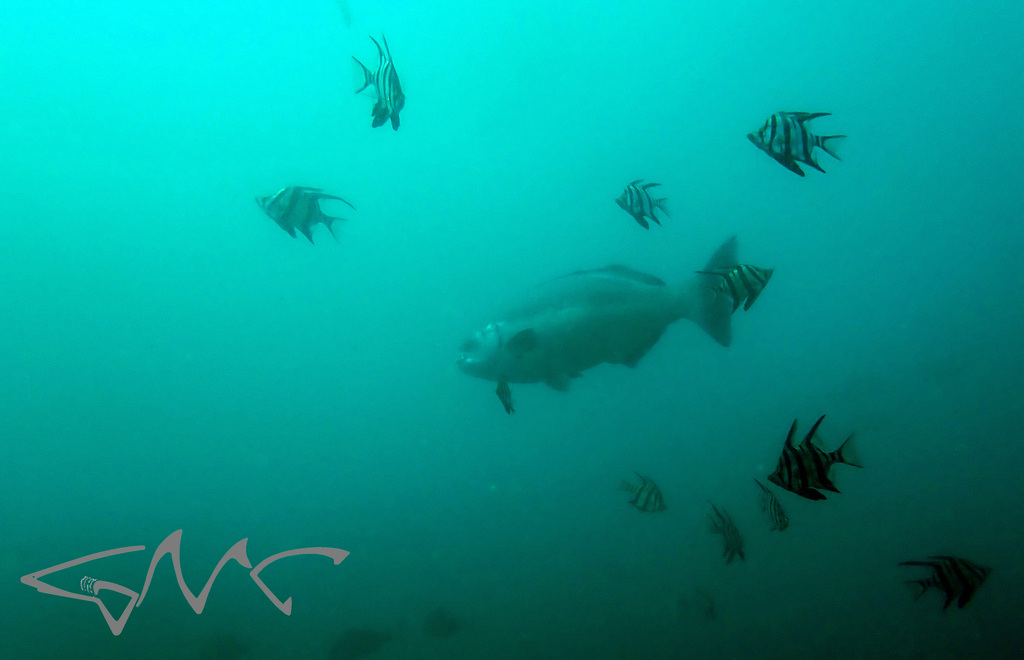 Old Wife from Fly Point Dive on July 22, 2023 at 12:15 PM by Tony ...