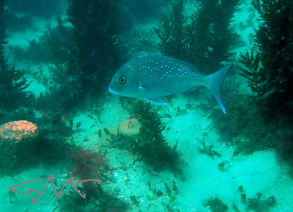 Australasian Snapper from Fly Point Dive on July 22, 2023 at 12:15 PM ...