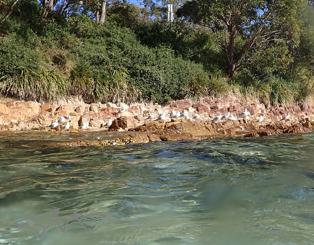 Silver Gull from Fly Point Dive on July 22, 2023 at 12:22 PM by Tony ...