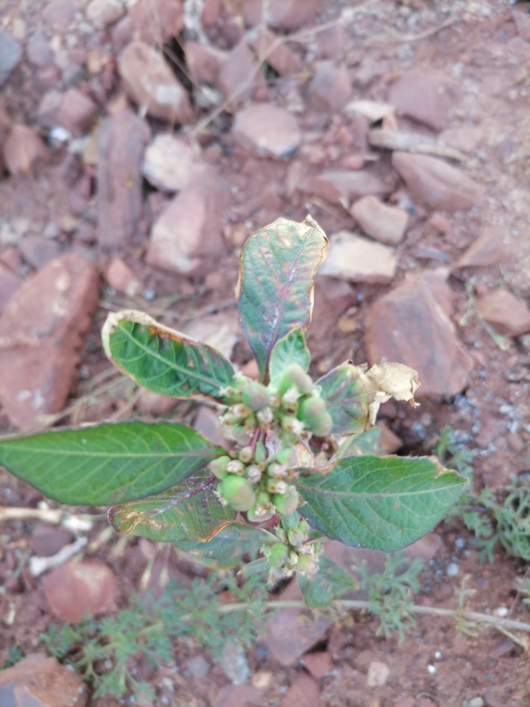 painted spurge from Thabazimbi, 0387, South Africa on July 27, 2023 at ...