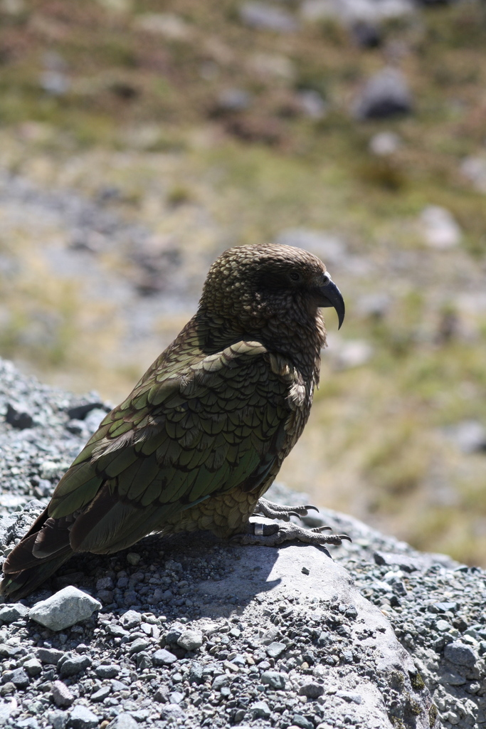 Kea in November 2010 by hdennis · iNaturalist