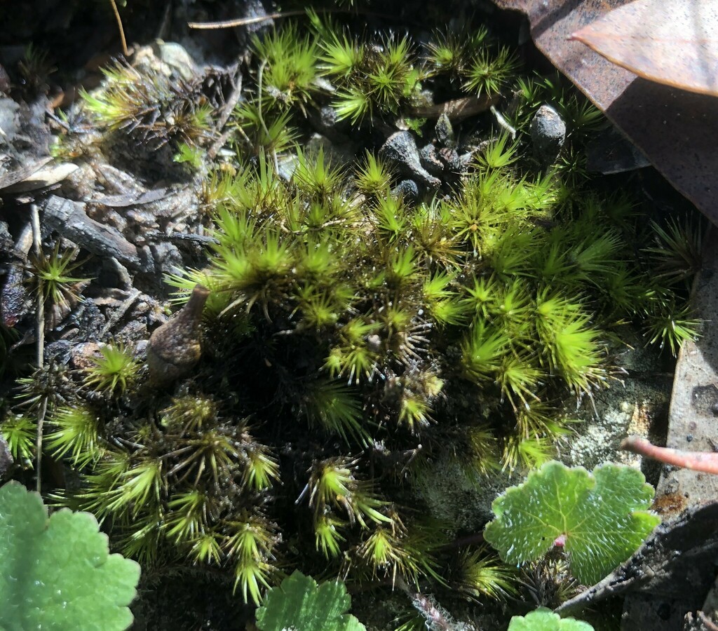 Campylopus clavatus from Aberdour SA 5267, Australia on July 28, 2023 ...