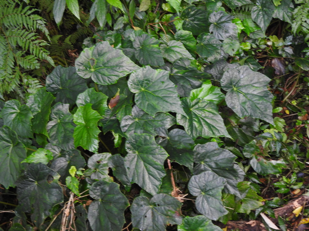 Formosana begonia from 台灣台北 on November 12, 2018 at 04:07 PM by Chen ...