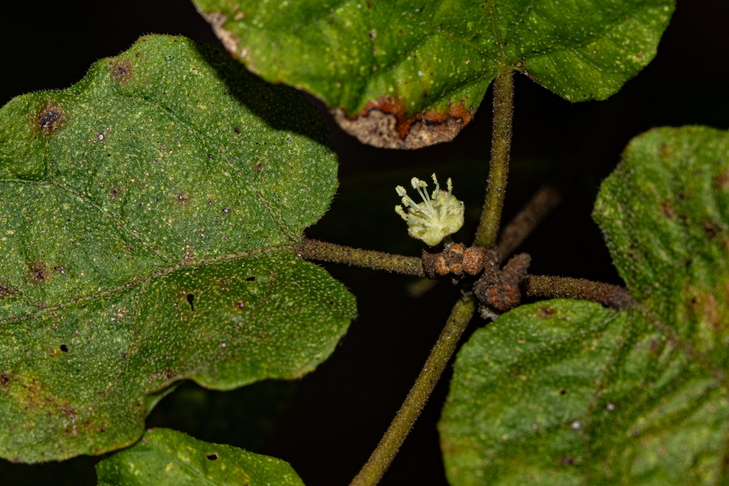 Limpopo Croton from Khodzue, Cheringoma, Mozambique on April 17, 2023 ...