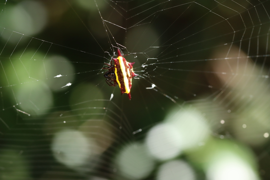 Northern Jewelled Spider from Preston QLD 4800, Australia on June 9 ...
