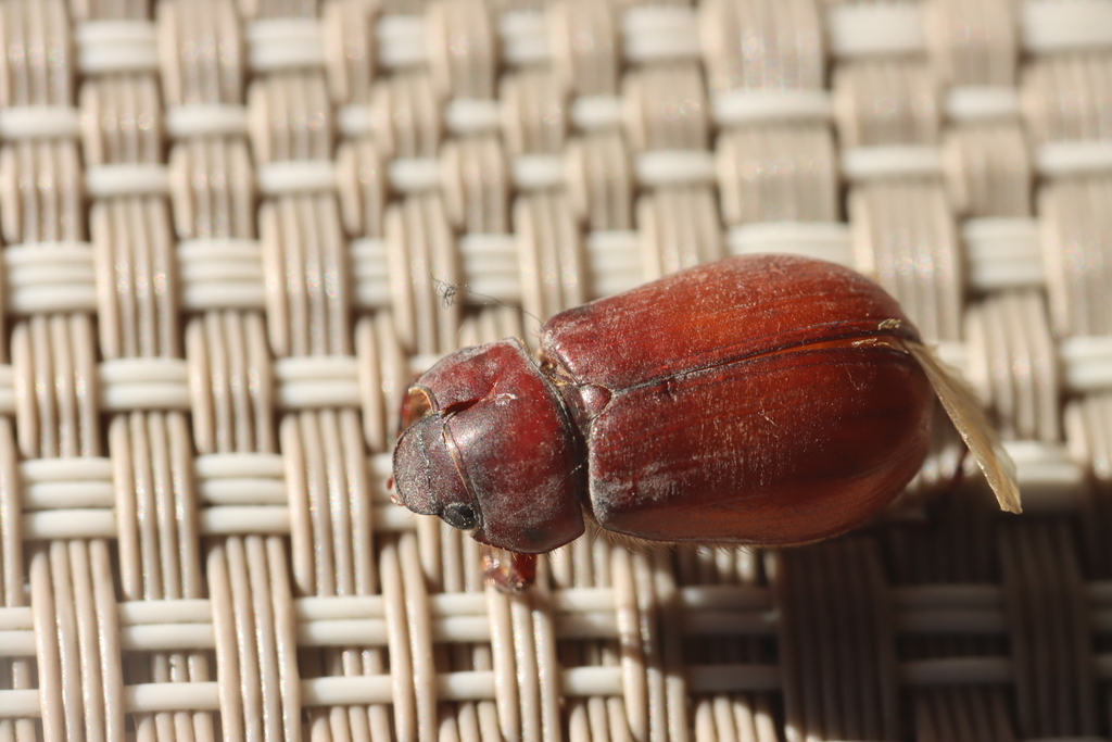Beetles from Preston QLD 4800, Australia on June 12, 2023 at 09:37 AM ...