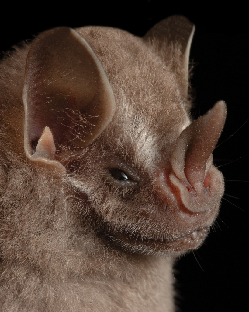 Pygmy Fruit-eating Bat from Calakmul, Camp., México on July 3, 2023 at ...