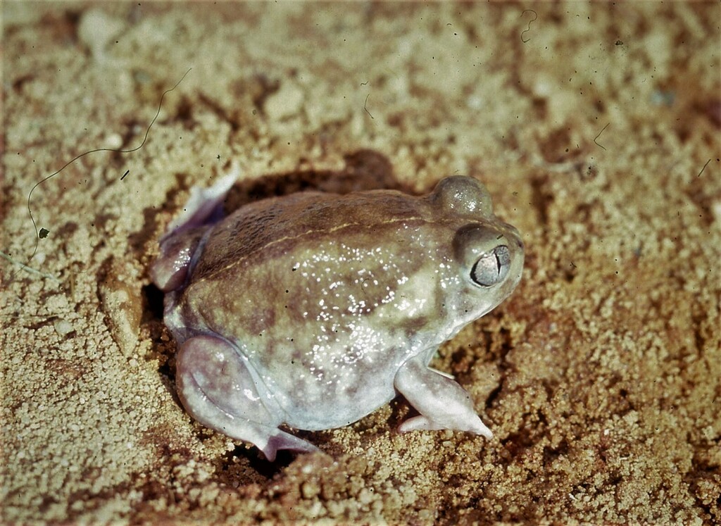 Trilling Frog from Anangu Pitjantjatjara Yankunytjatjara SA 0872 ...