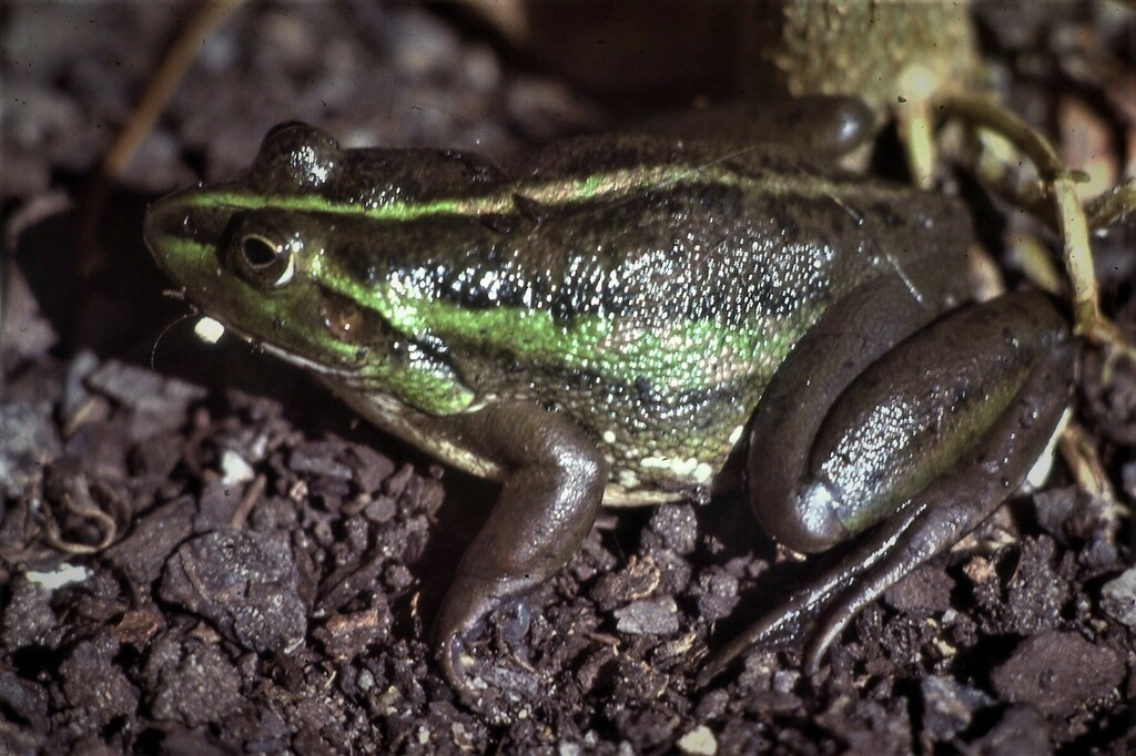 Dahl's Aquatic Frog from Darwin NT, Australia on January 20, 1980 by ...