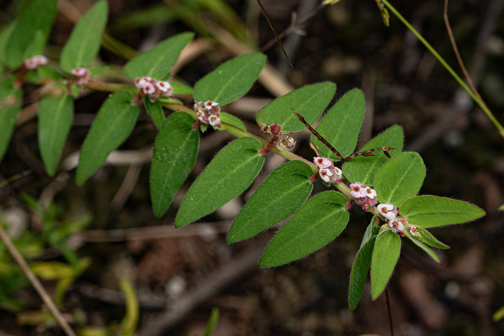 Euphorbia tettensis from Khodzue, Cheringoma, Mozambique on April 17 ...
