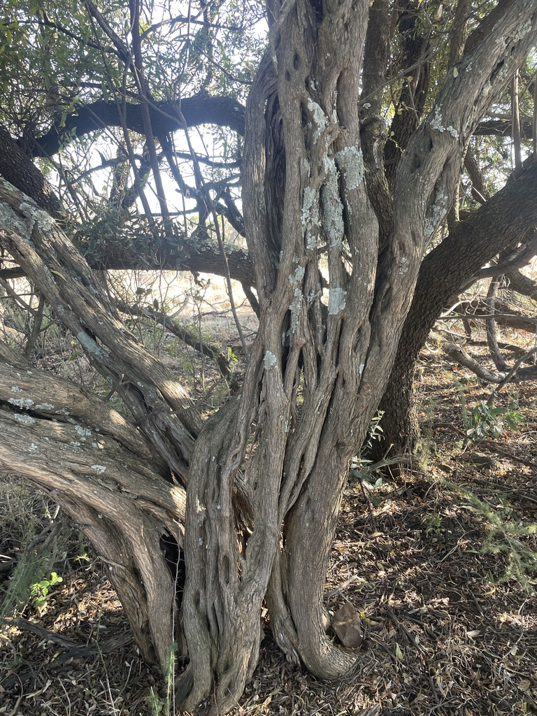 False Olive from Mogale, GP, ZA on July 28, 2023 at 09:49 AM by ...