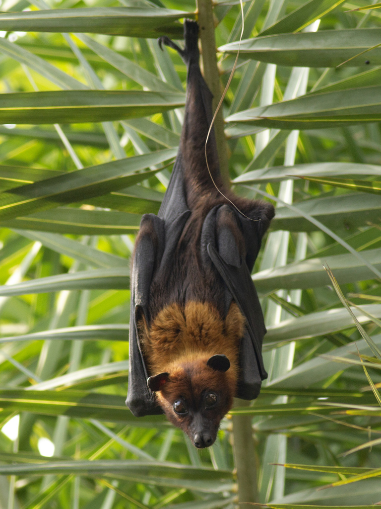 Indian Flying Fox from Shreenagar Rural, Rajasthan, India on February ...
