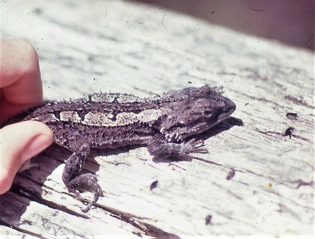 Jacky Dragon from Zumsteins VIC 3401, Australia on July 28, 1985 by ...