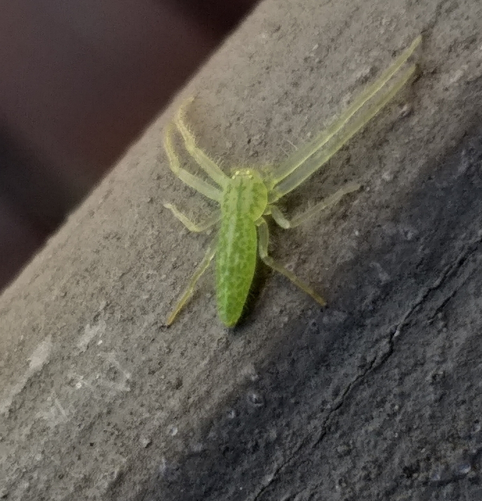 Green Grass Crab Spiders from Mossel Bay Local Municipality, South ...