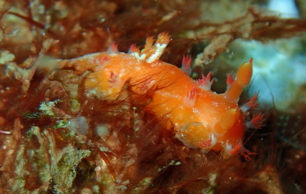 Kaloplocamus acutus from Sunshine Coast QLD, Australia on July 28, 2023 ...