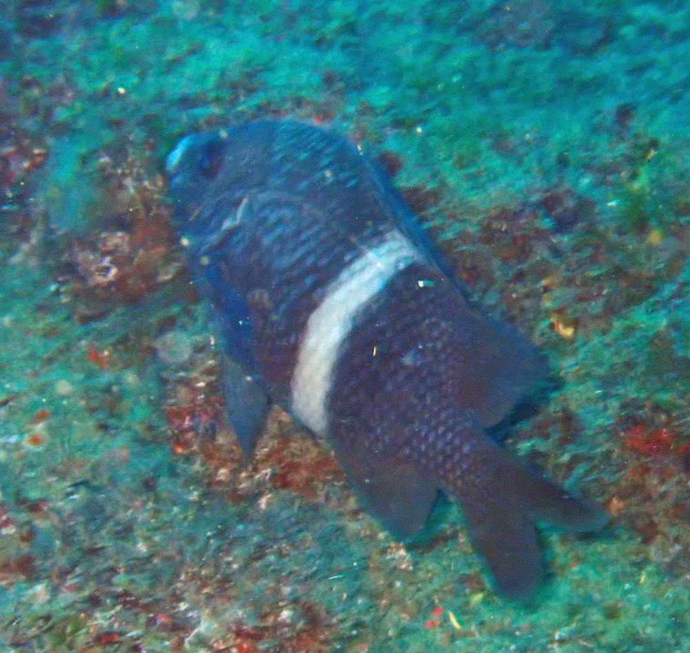 Girdled Scalyfin from Sunshine Coast QLD, Australia on July 28, 2023 at ...