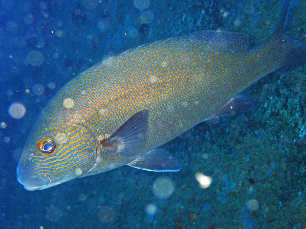 Goldspotted Sweetlips from Sunshine Coast QLD, Australia on July 28 ...