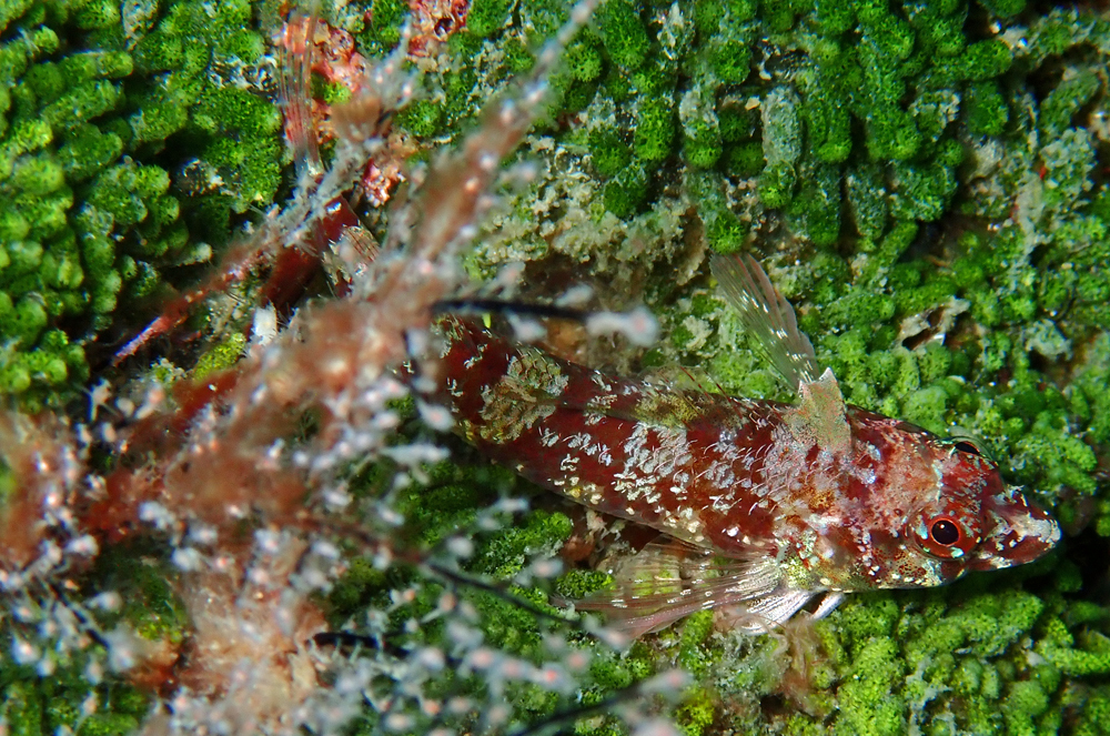 Enneapterygius from Sunshine Coast QLD, Australia on July 28, 2023 at ...