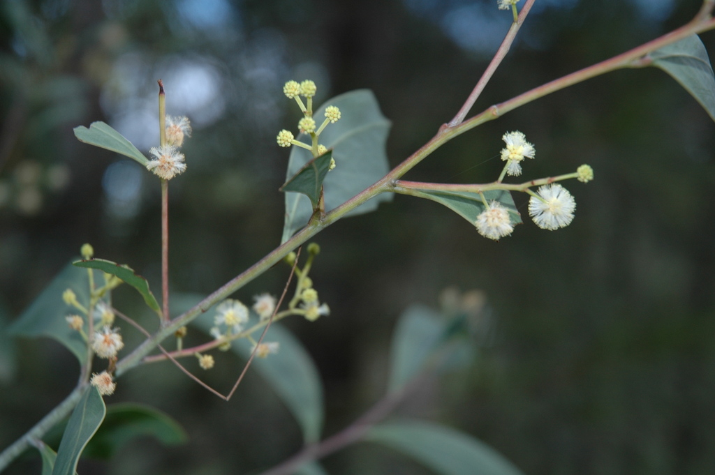 wattles from Tibrogargan, Glass House Mountains QLD 4518, Australia on ...