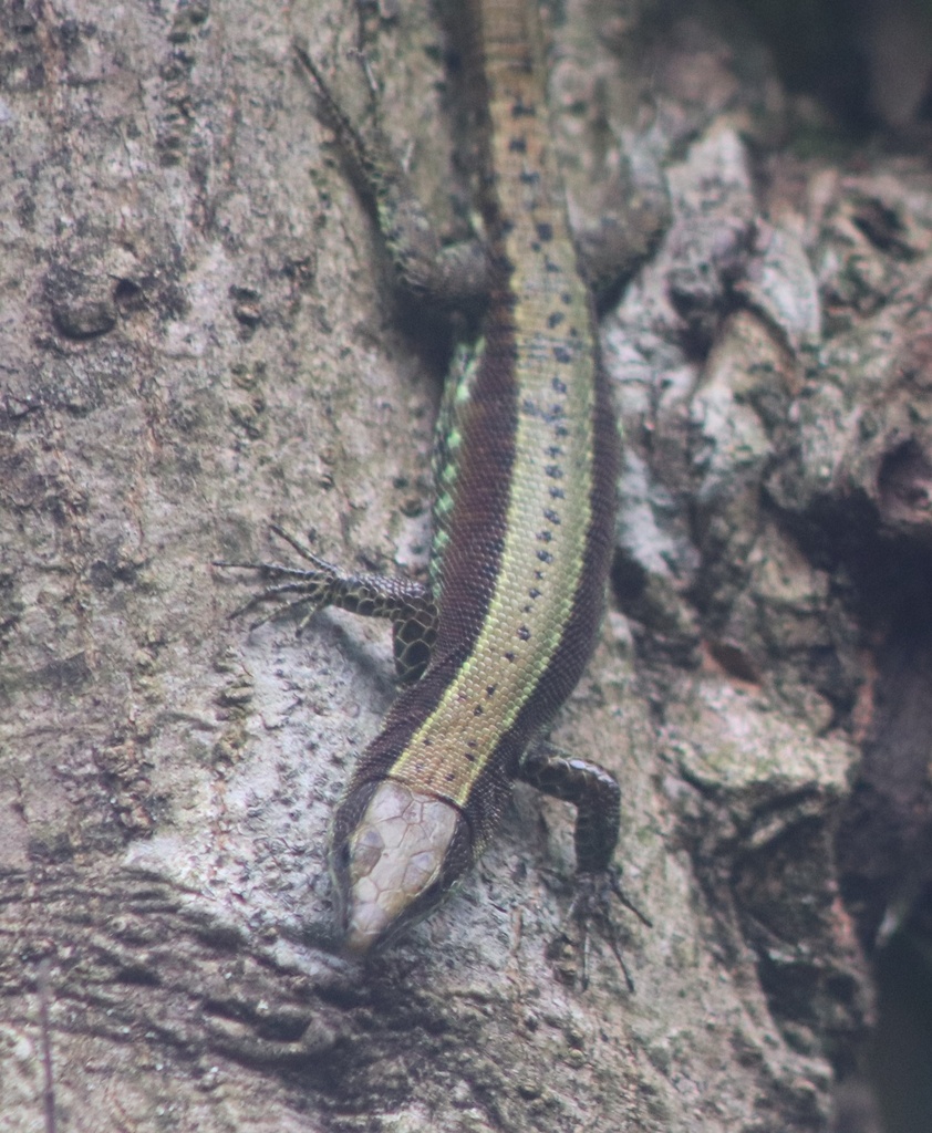 Adolfus kibonotensis from Moshi, TZ on July 26, 2023 at 11:21 AM by ...