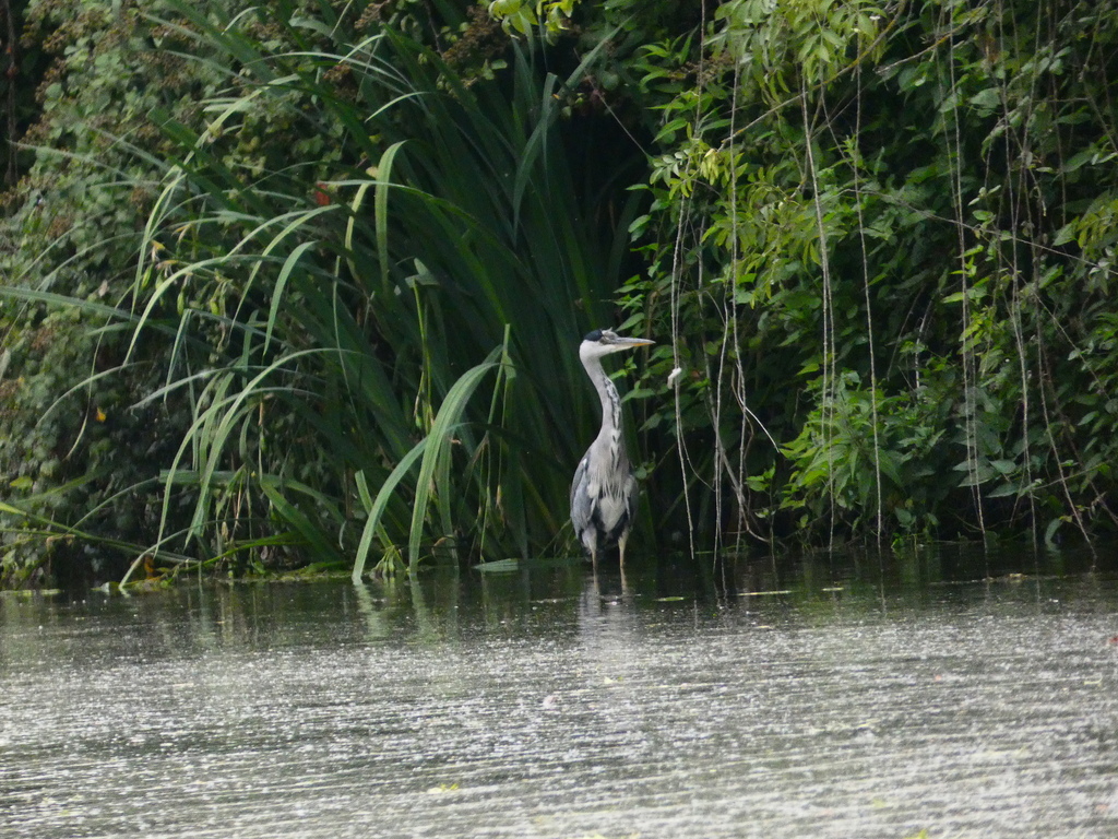 Grey Heron from Poses, France on July 22, 2023 at 03:51 PM by huppe83 ...