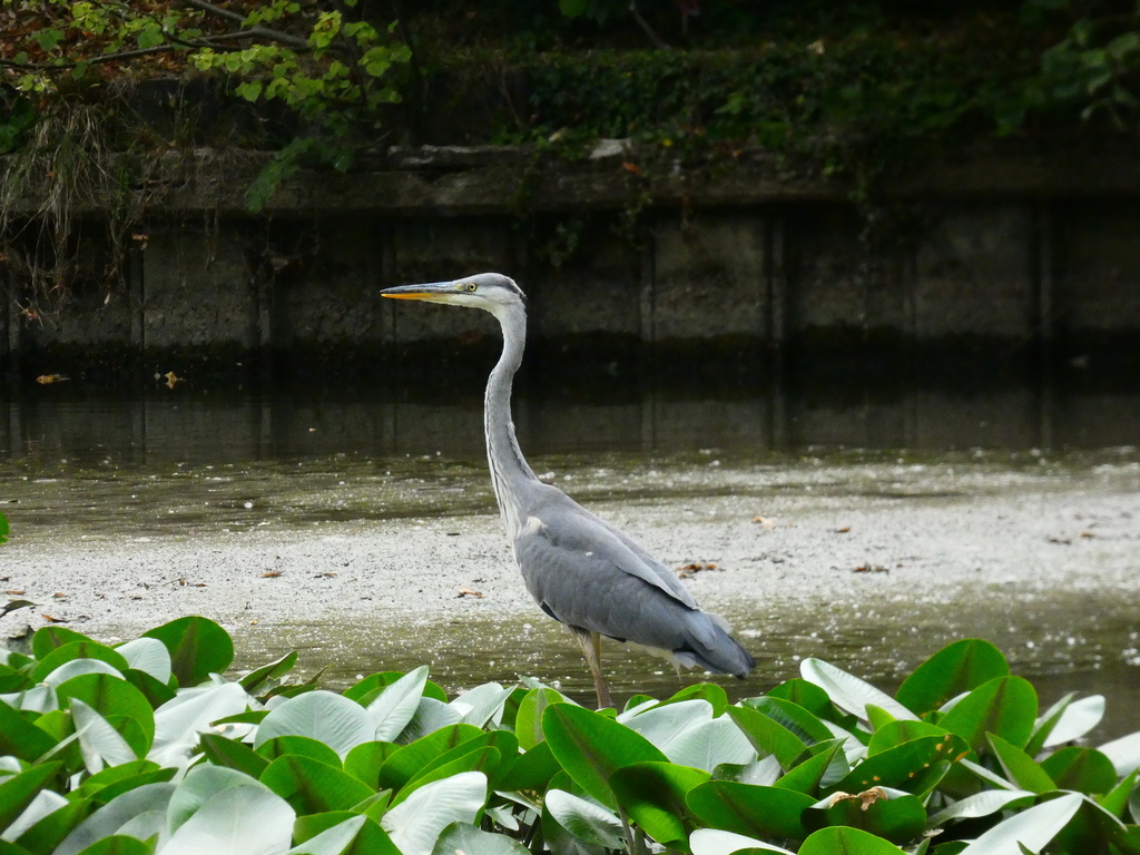 Grey Heron from Poses, France on July 22, 2023 at 04:04 PM by huppe83 ...