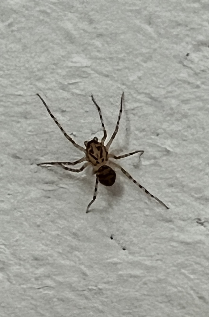 Common Spitting Spider from M C Escherweg, Deventer, Overijssel, NL on ...