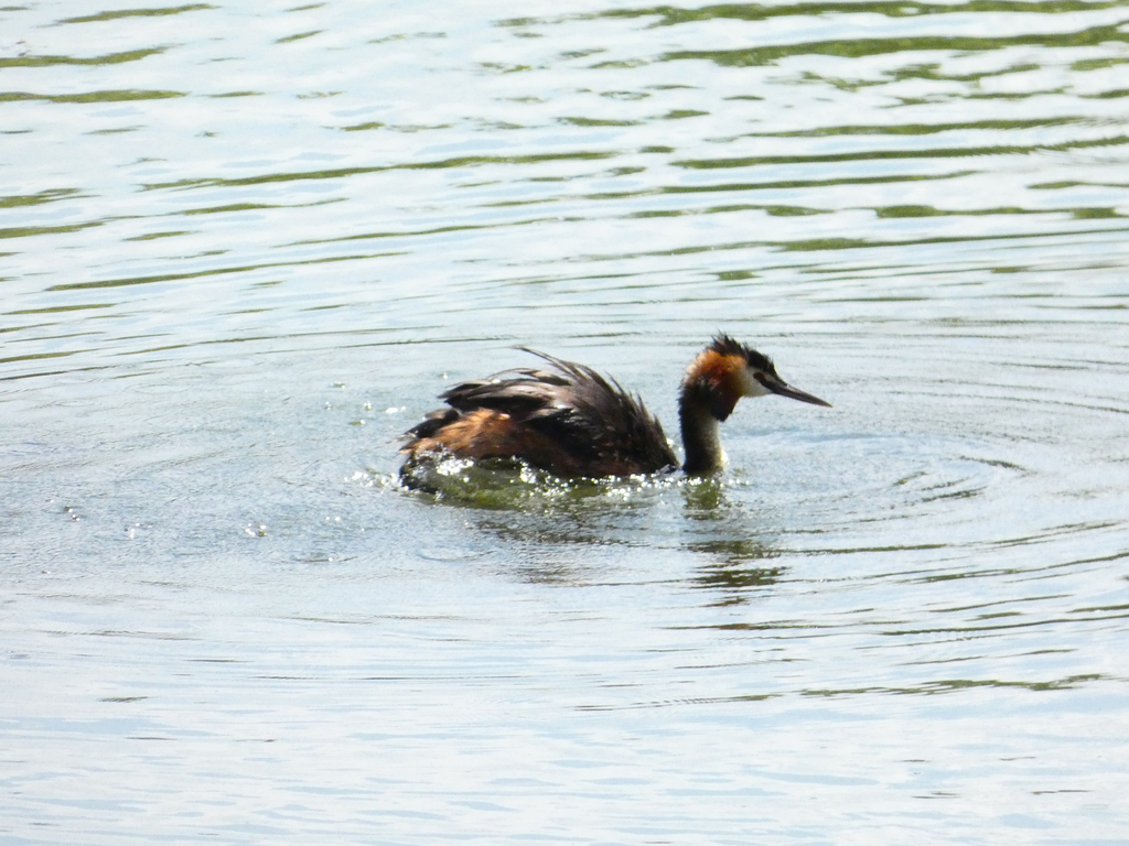 Great Crested Grebe from Poses, France on July 25, 2023 at 03:21 PM by ...
