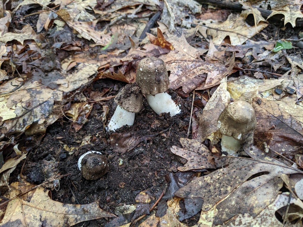 inky mushroom from Stony Creek Metropark on July 15, 2023 at 12:37 PM ...