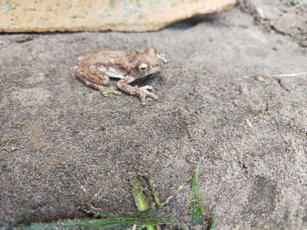 Tyler's Tree Frog from Iluka NSW 2466, Australia on July 25, 2023 at 10 ...
