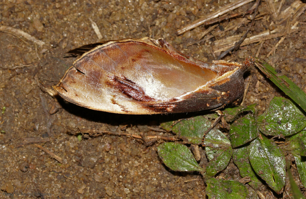 Crinodes in March 2016 by Andrei Sourakov. time-after dark · iNaturalist
