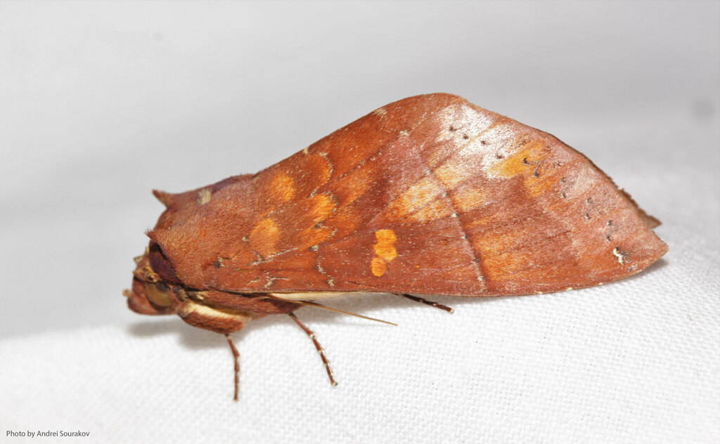 Hapigia in March 2016 by Andrei Sourakov. time-after dark · iNaturalist