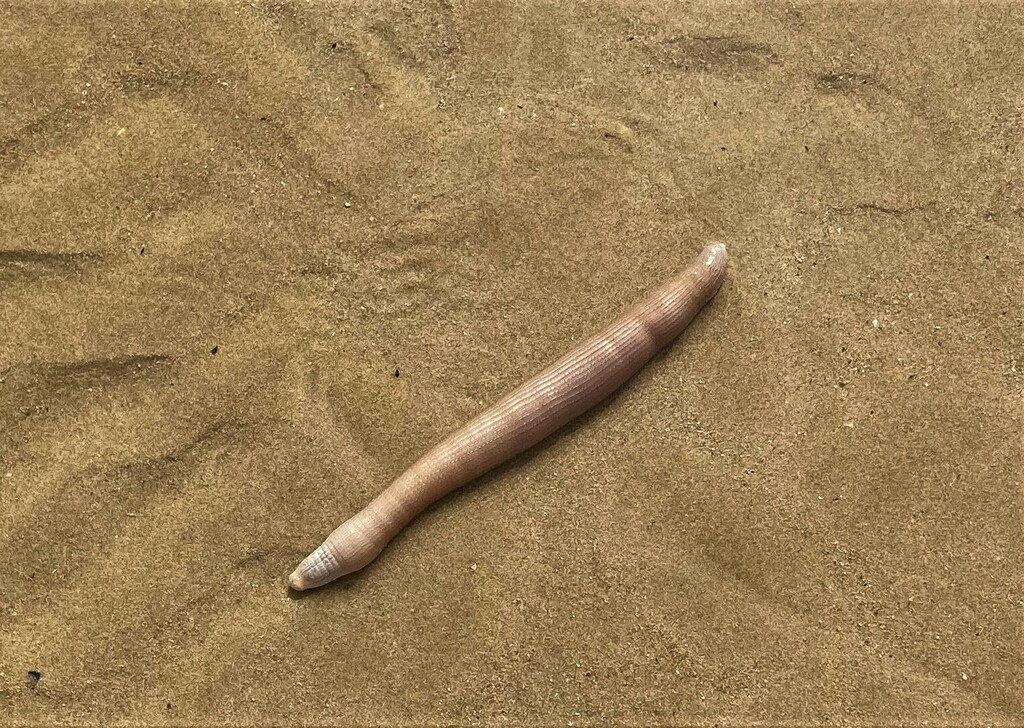 Sipunculus nudus from Le Morge, 66020 Torino di Sangro CH, Italia on ...